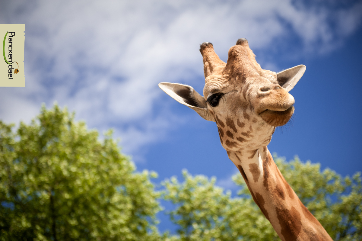 Medewerker Dierenkeuken ZOO Planckendael en ZOO Antwerpen van KMDA