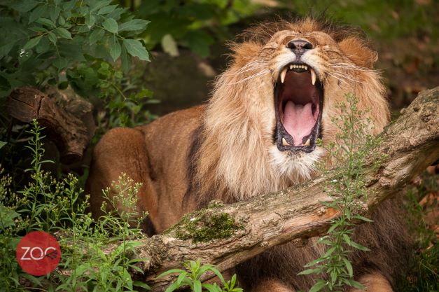 ICT Medewerker ZOO Antwerpen van KMDA