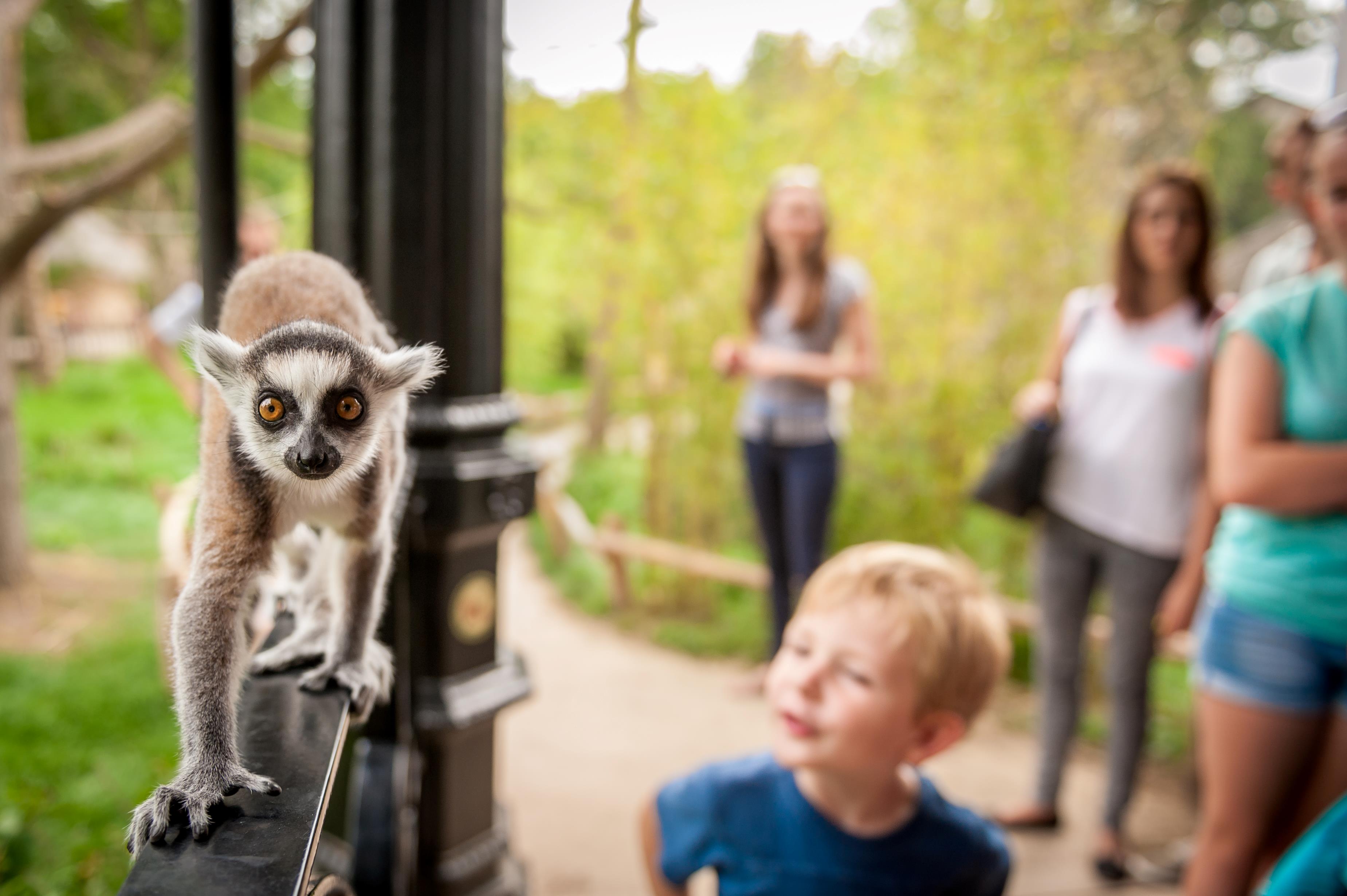 Vrijwilligers (Rangers) ZOO Planckendael van KMDA