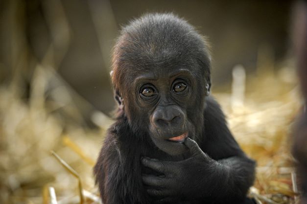 Medewerker Schoonmaak ZOO Antwerpen van KMDA